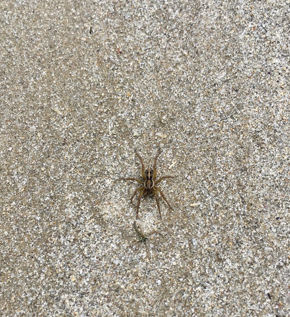 Ballooning Spiderlings