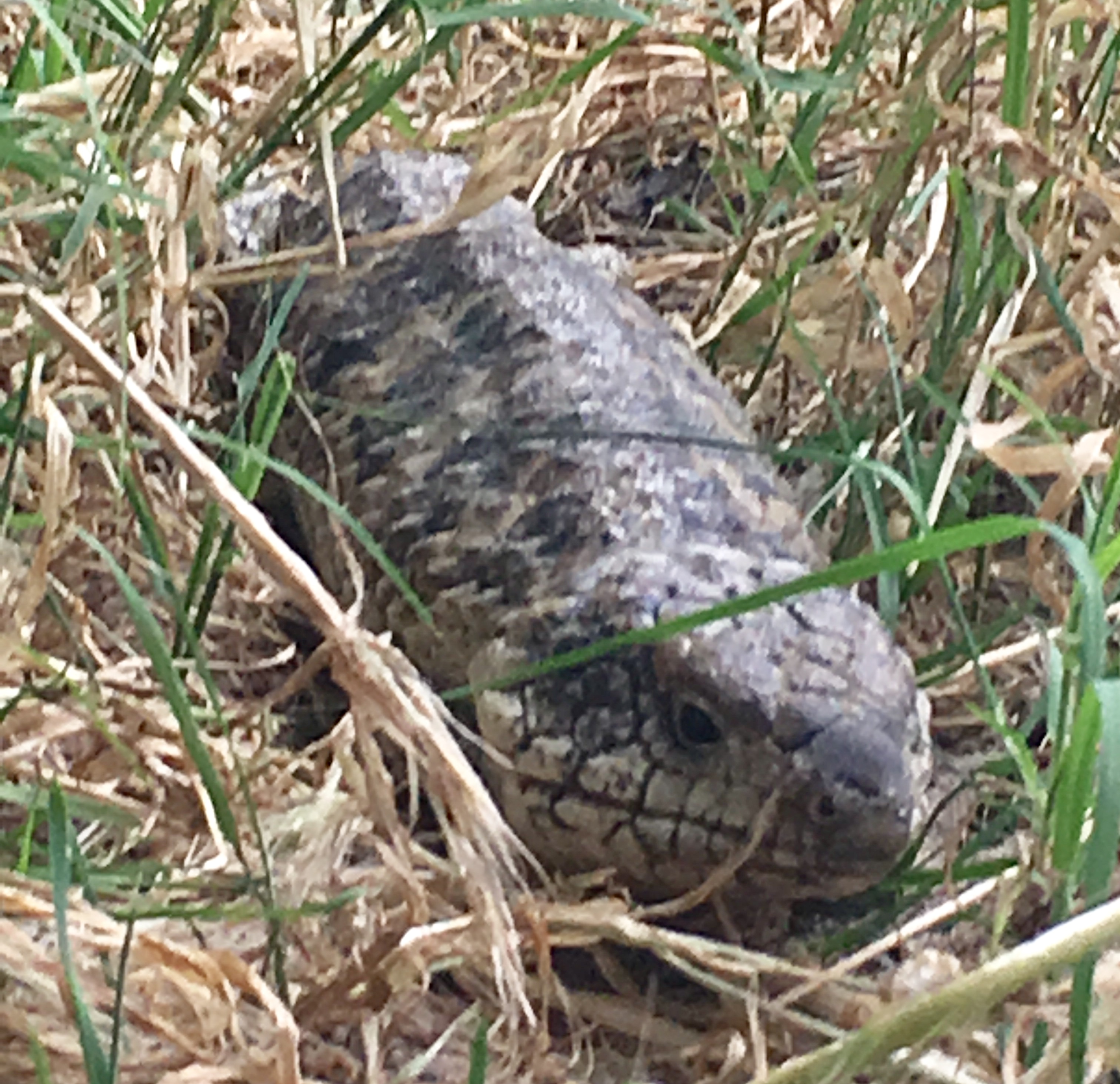 Stumpy-Tailed Skinks