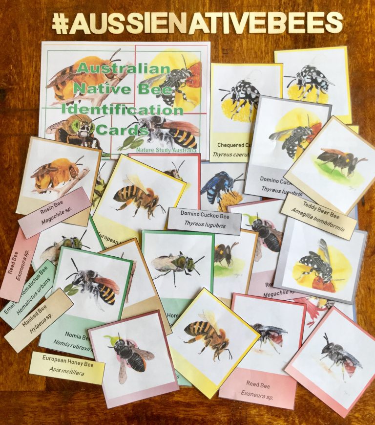 Australian Native Bee Identification Cards