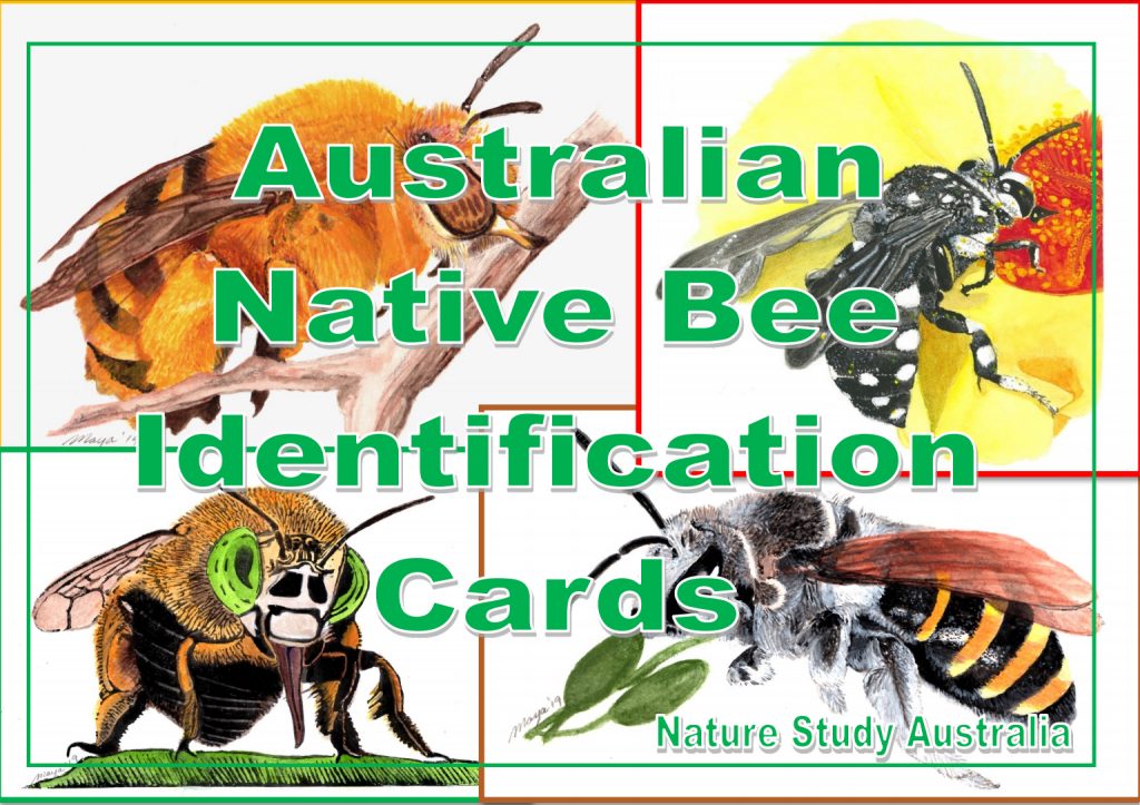 Australian Native Bee Identification Cards