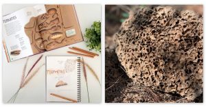 Easy Backyard Nature Study