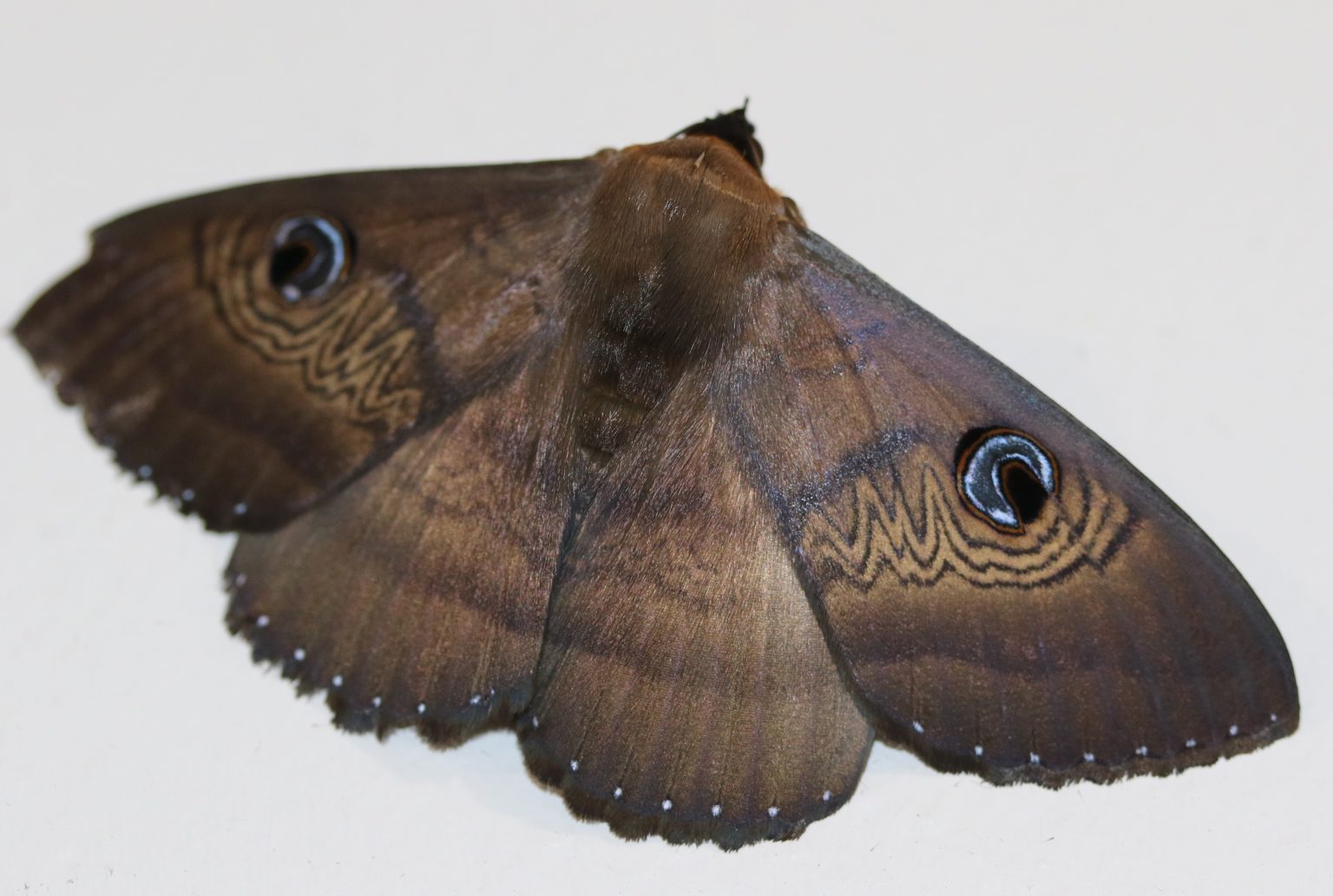 Backyard Nature Study | Moths