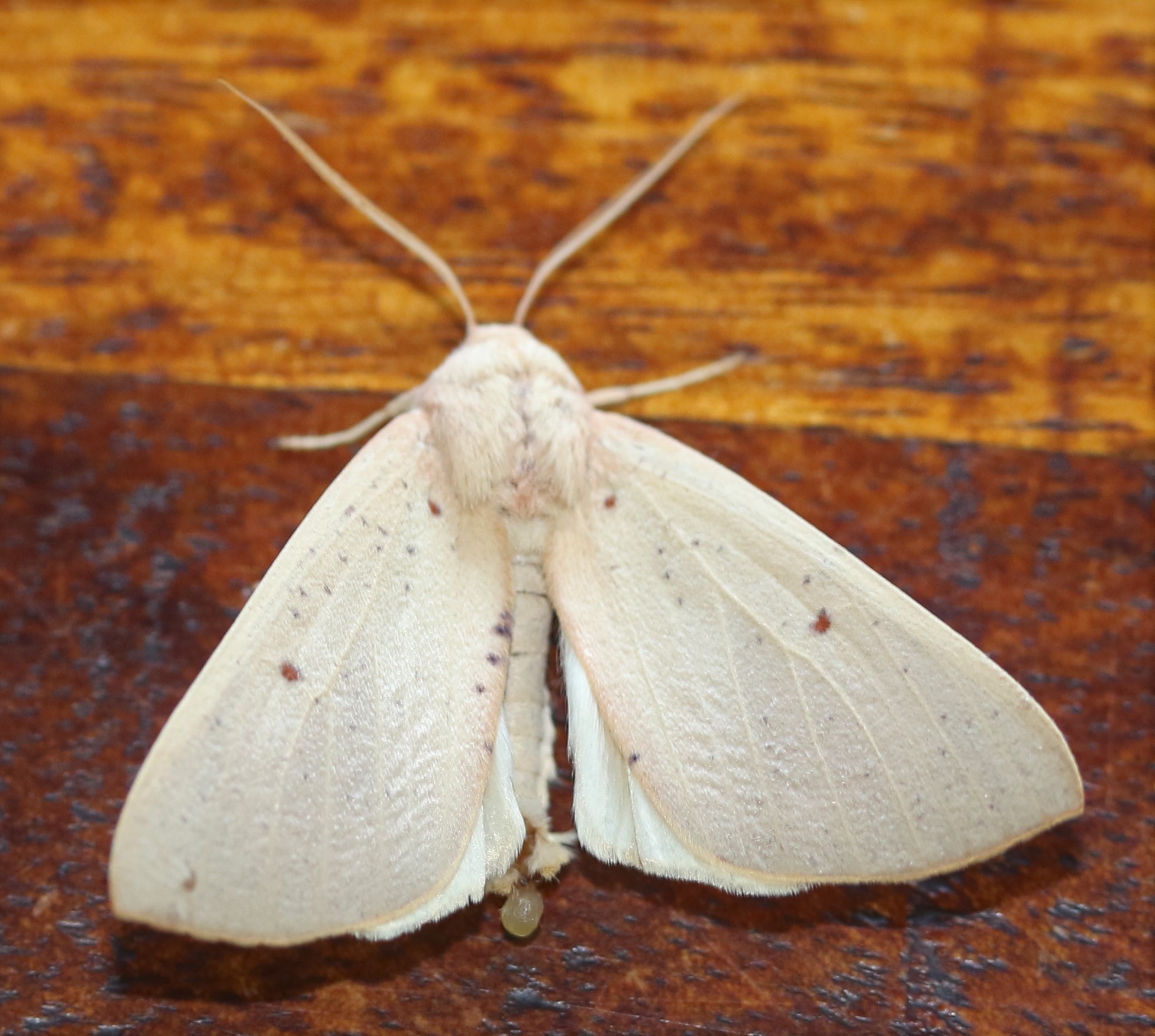 Backyard Nature Study | Moths