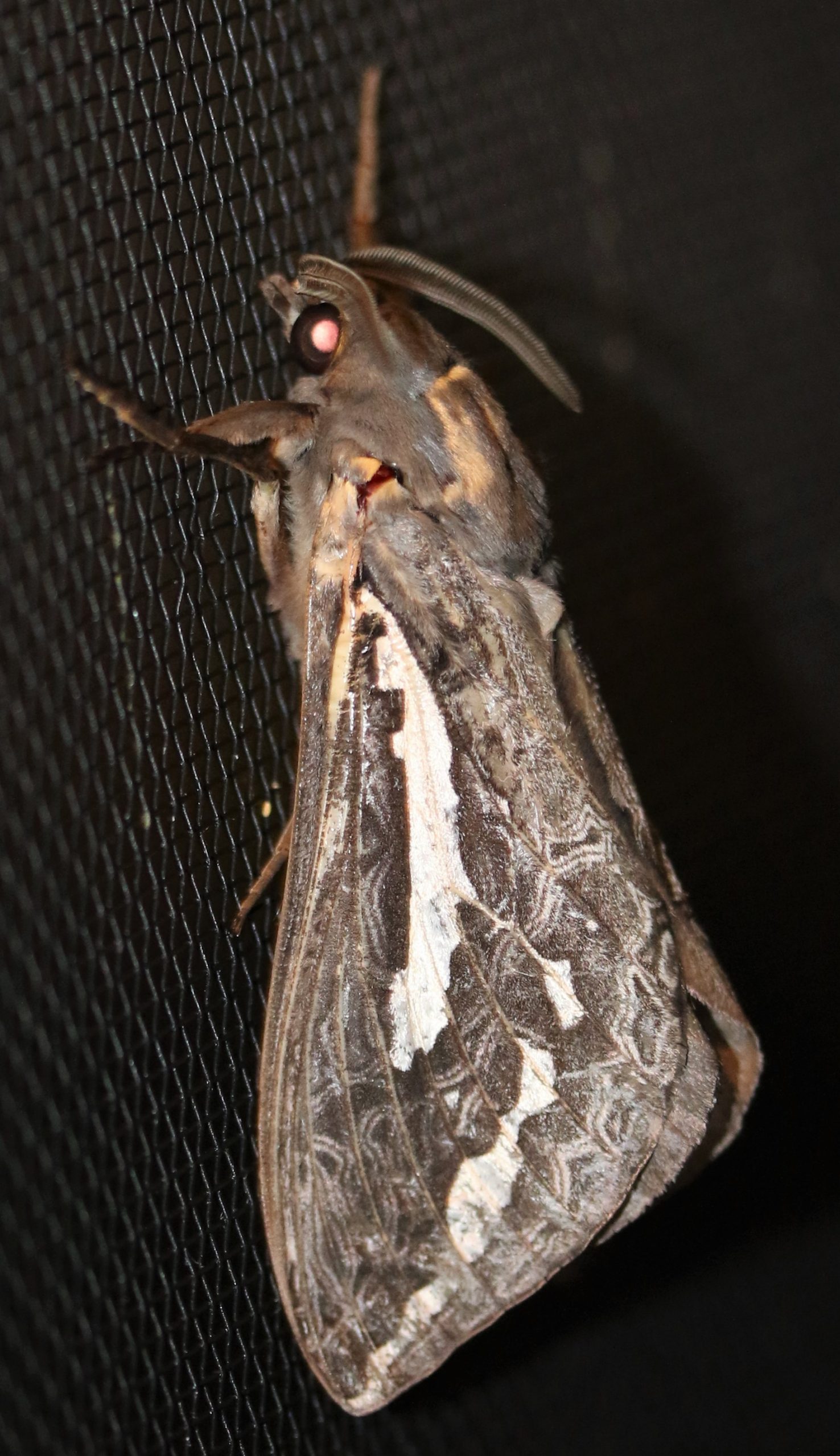 Backyard Nature Study | Moths