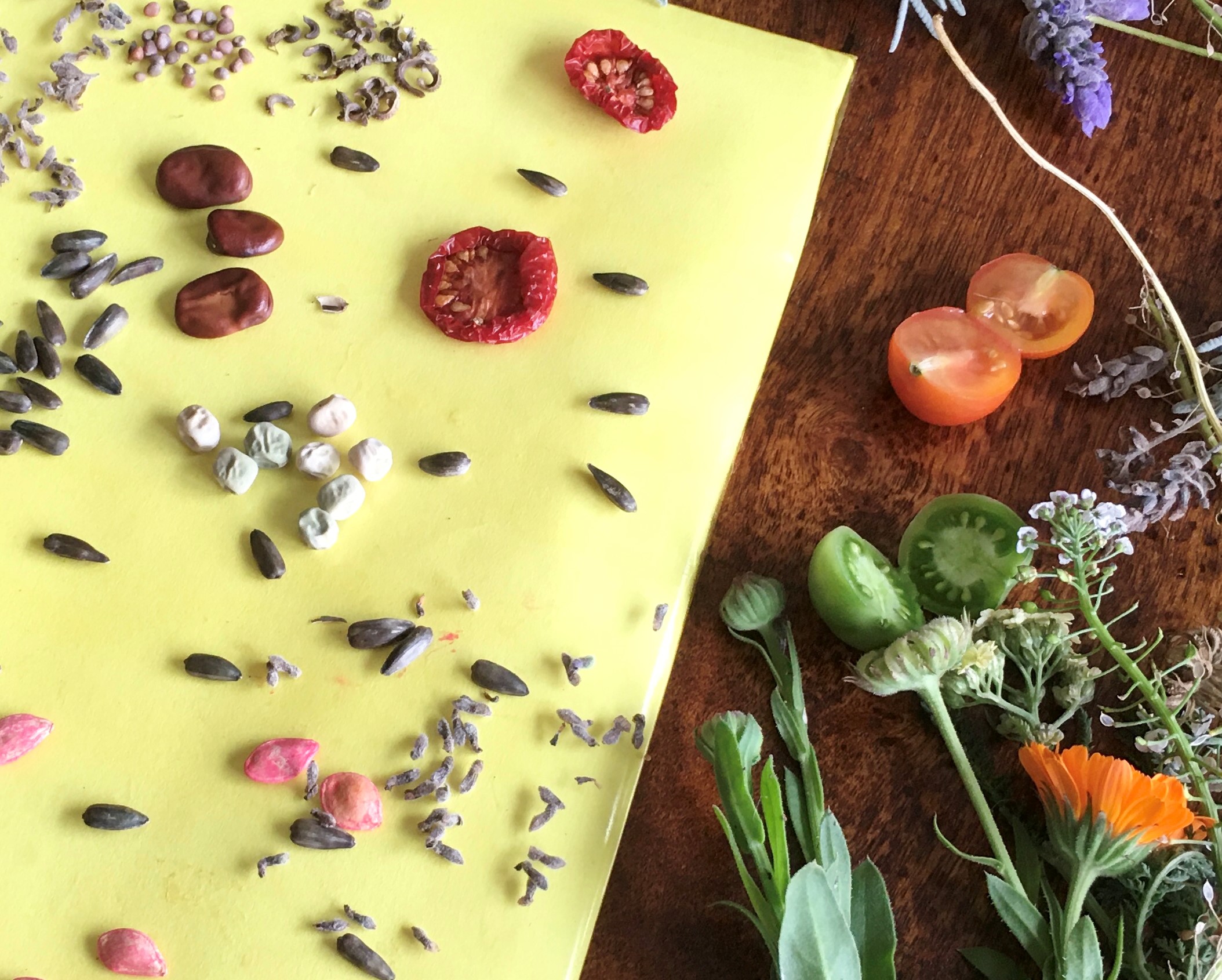 Seed Display Board
