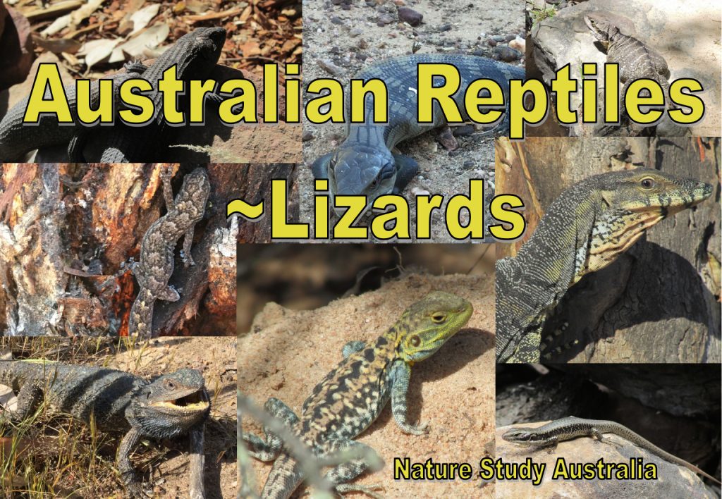 Australian Lizard Identification Cards