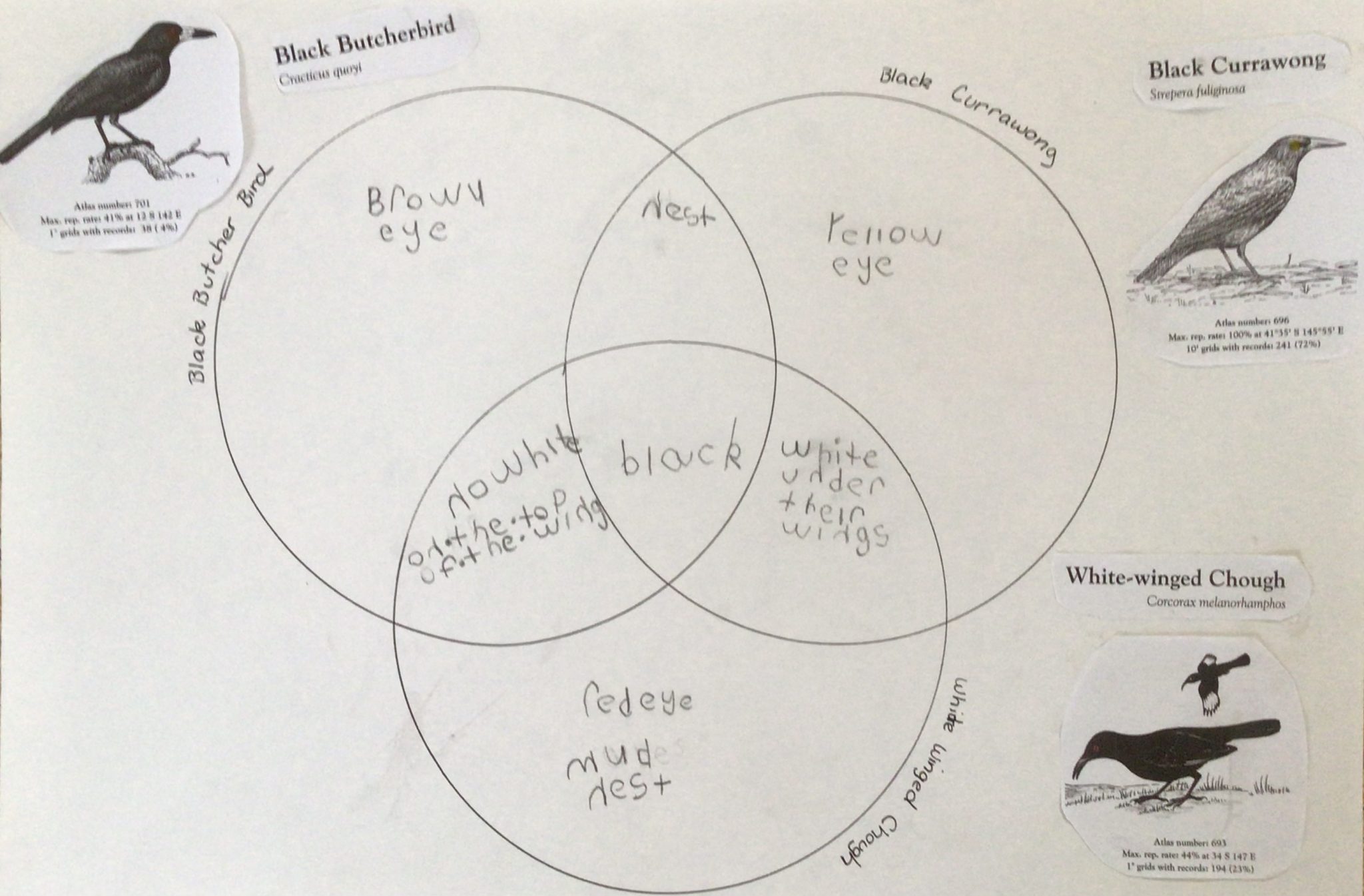 Comparing Birds with a Venn Diagram