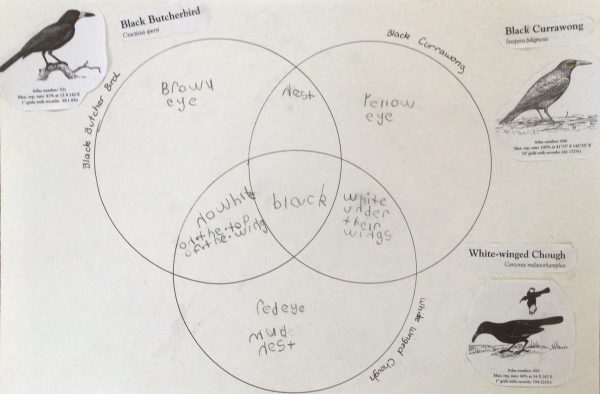 Comparing Birds with a Venn Diagram