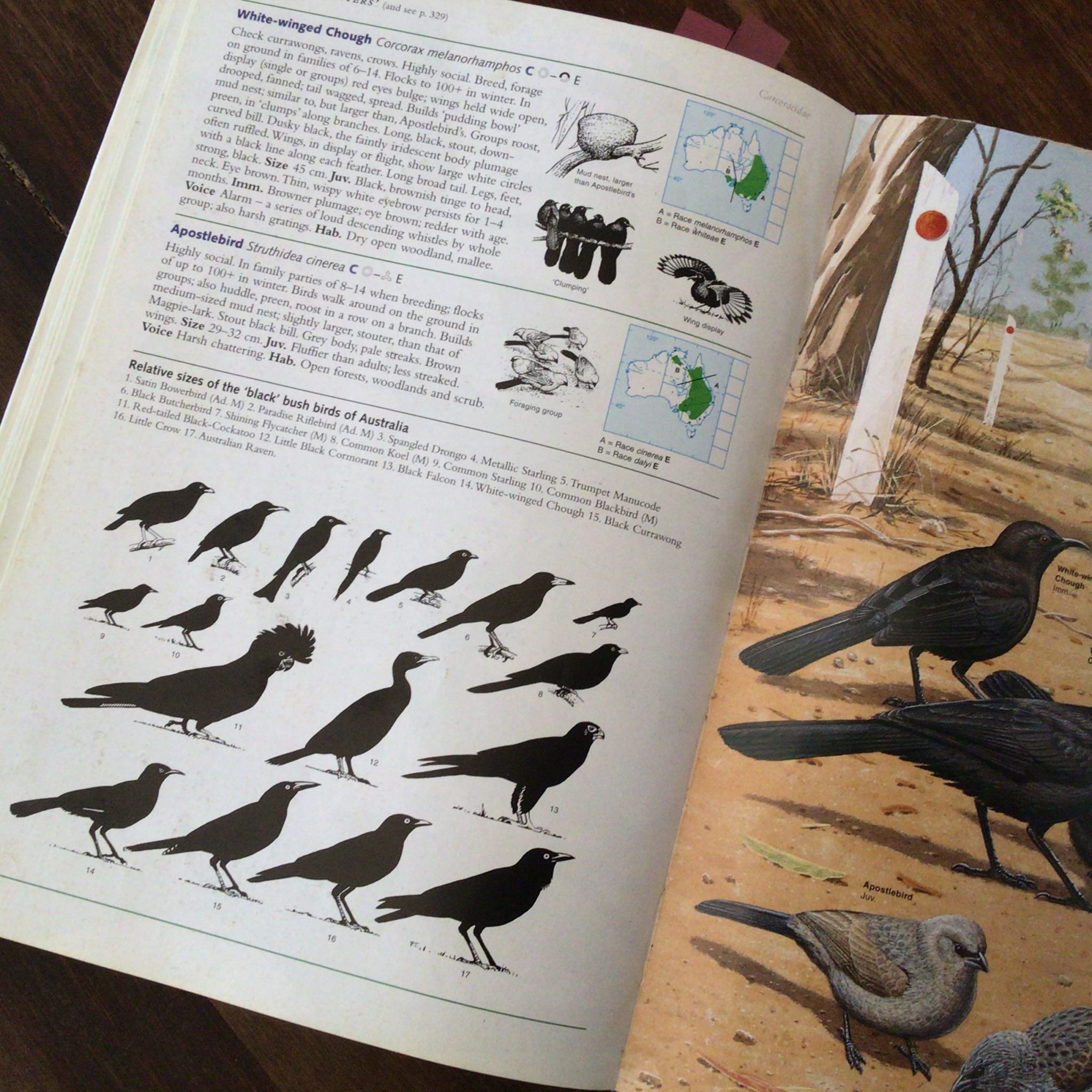 Comparing Birds with a Venn Diagram