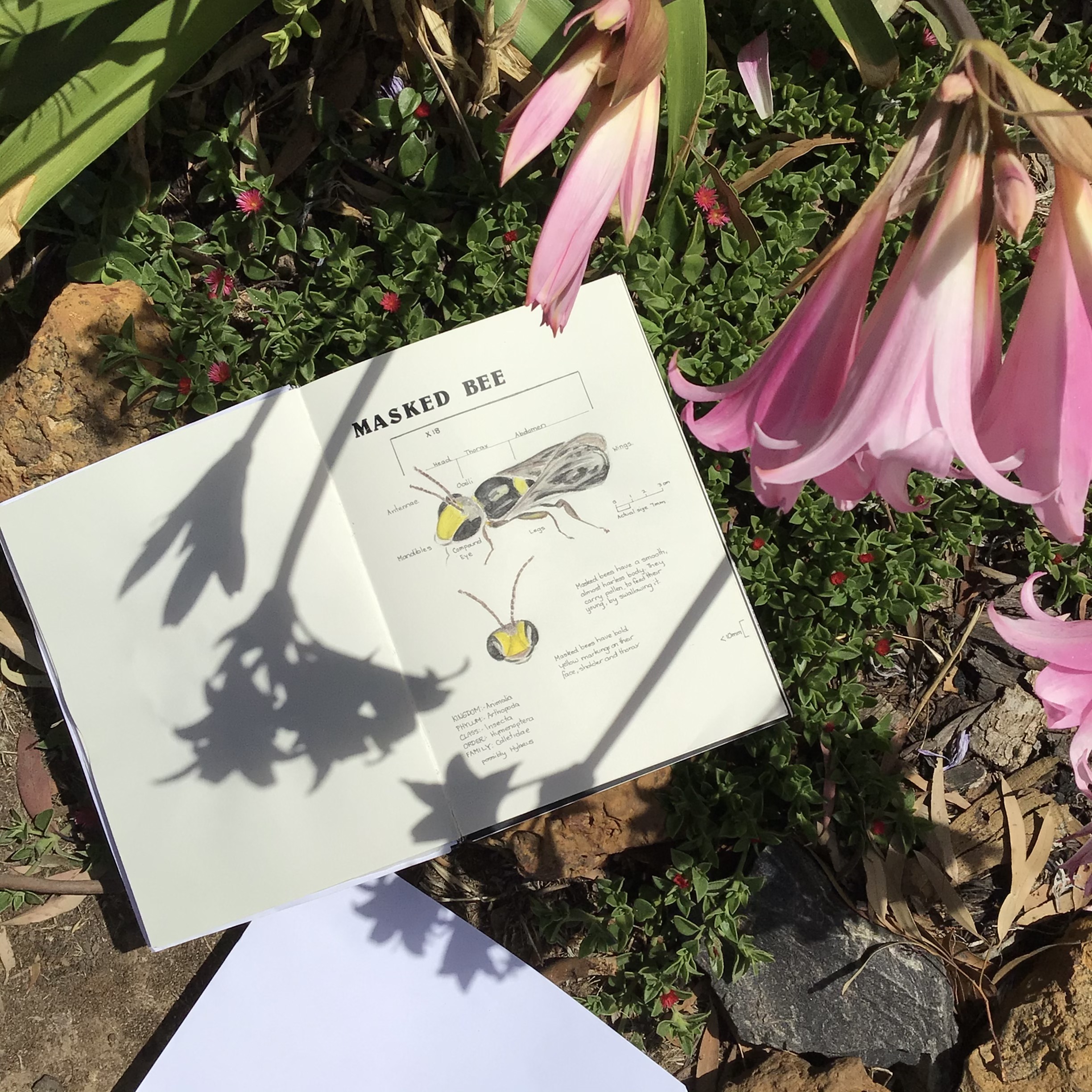 Let’s do MATH with Native Bees!