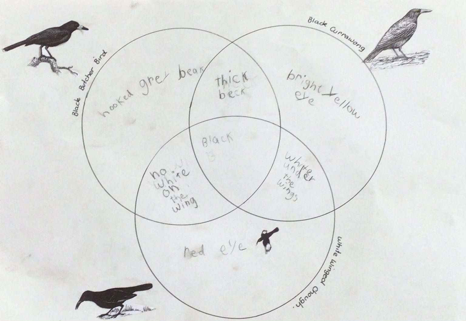Comparing Birds with a Venn Diagram