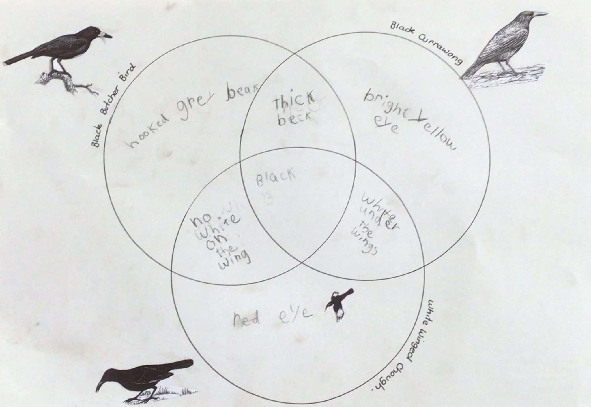 Comparing Birds with a Venn Diagram