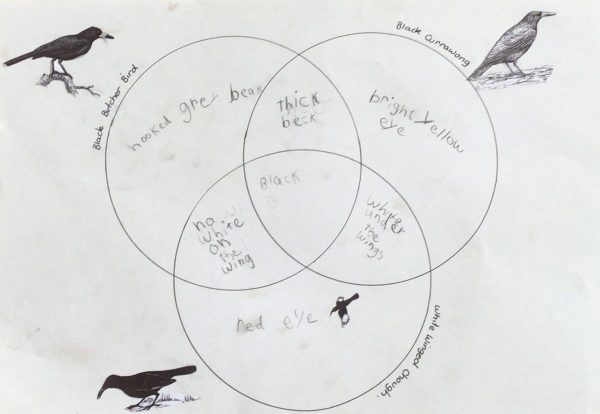 Comparing Birds with a Venn Diagram