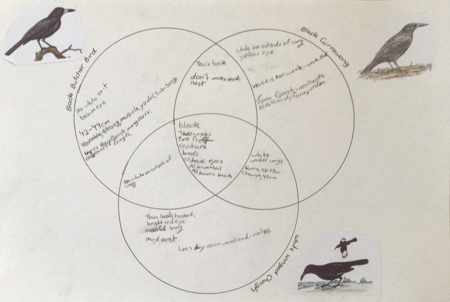 Comparing Birds with a Venn Diagram