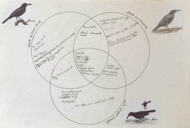 Comparing Birds with a Venn Diagram