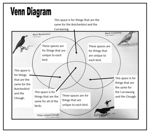 Comparing Birds with a Venn Diagram