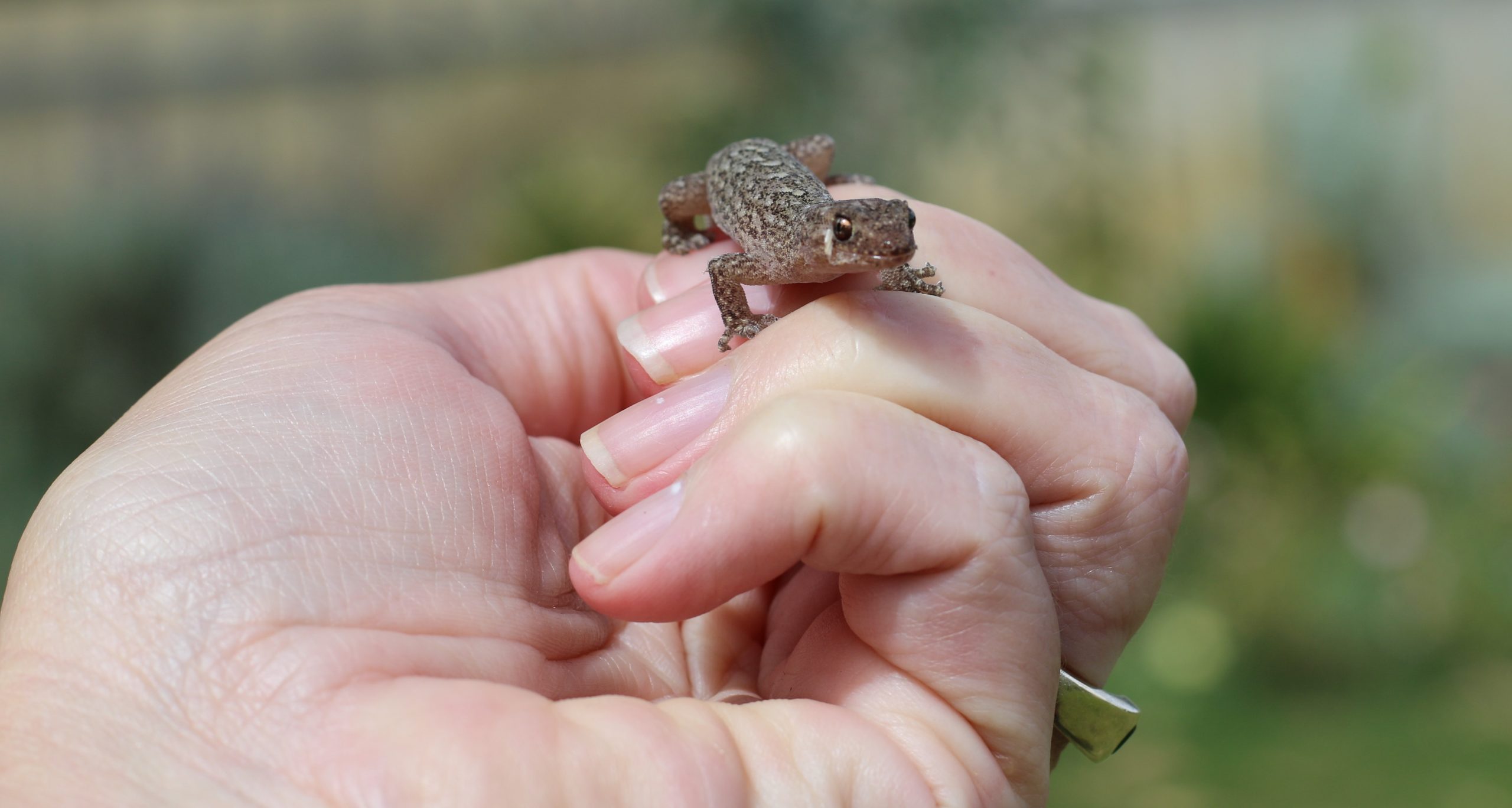 Gecko’s Sticky Feet