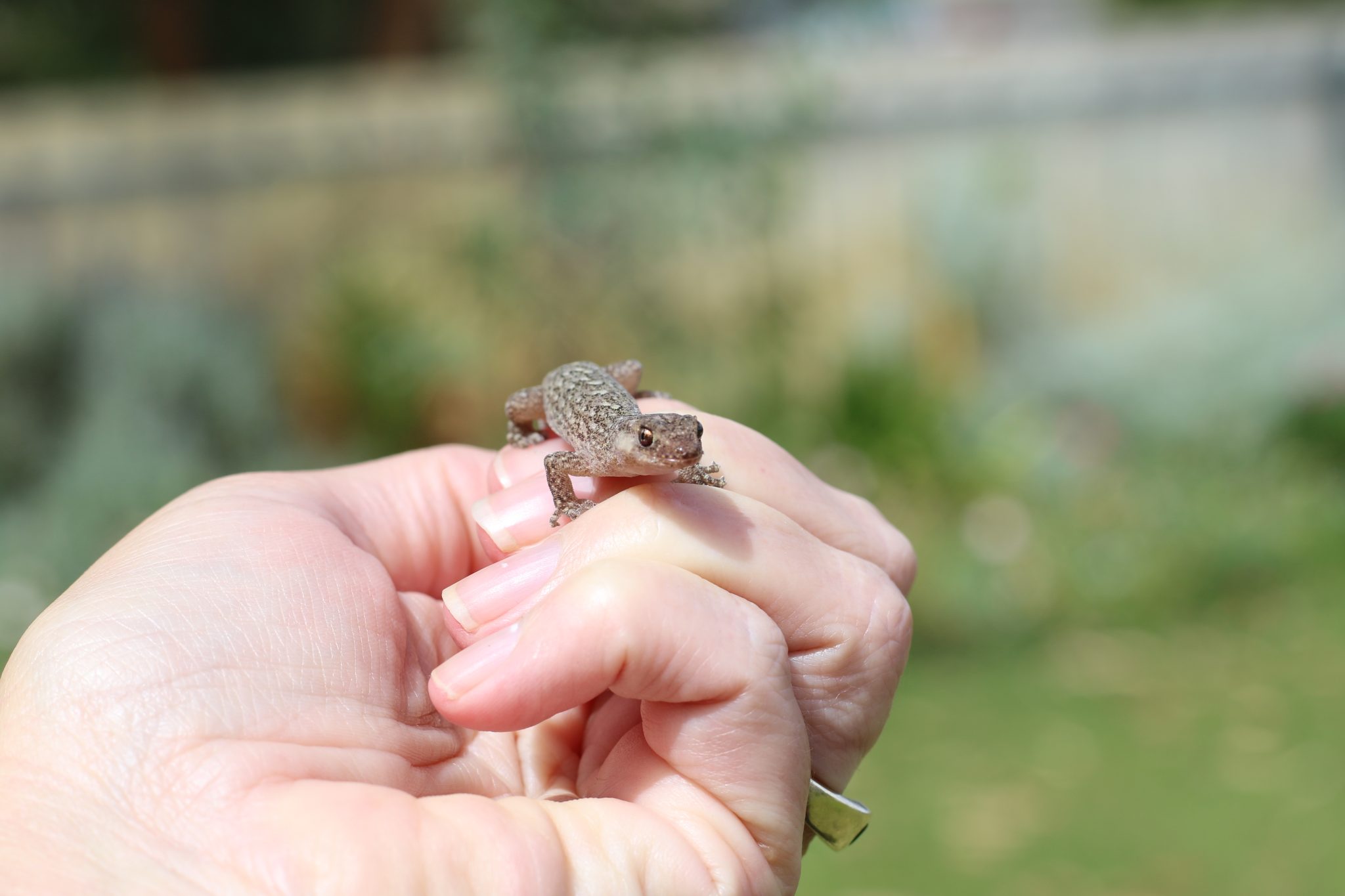 Gecko’s Sticky Feet