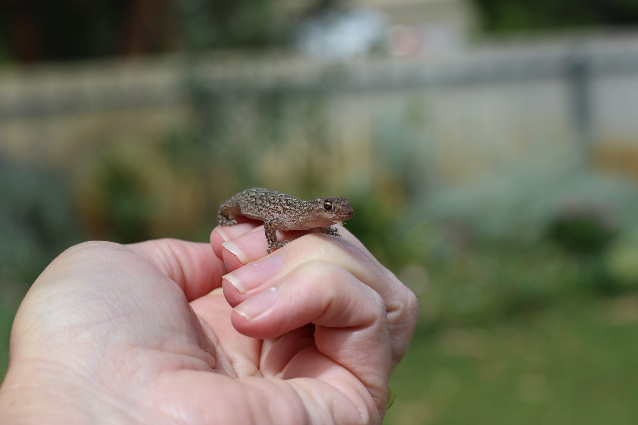 Gecko’s Sticky Feet