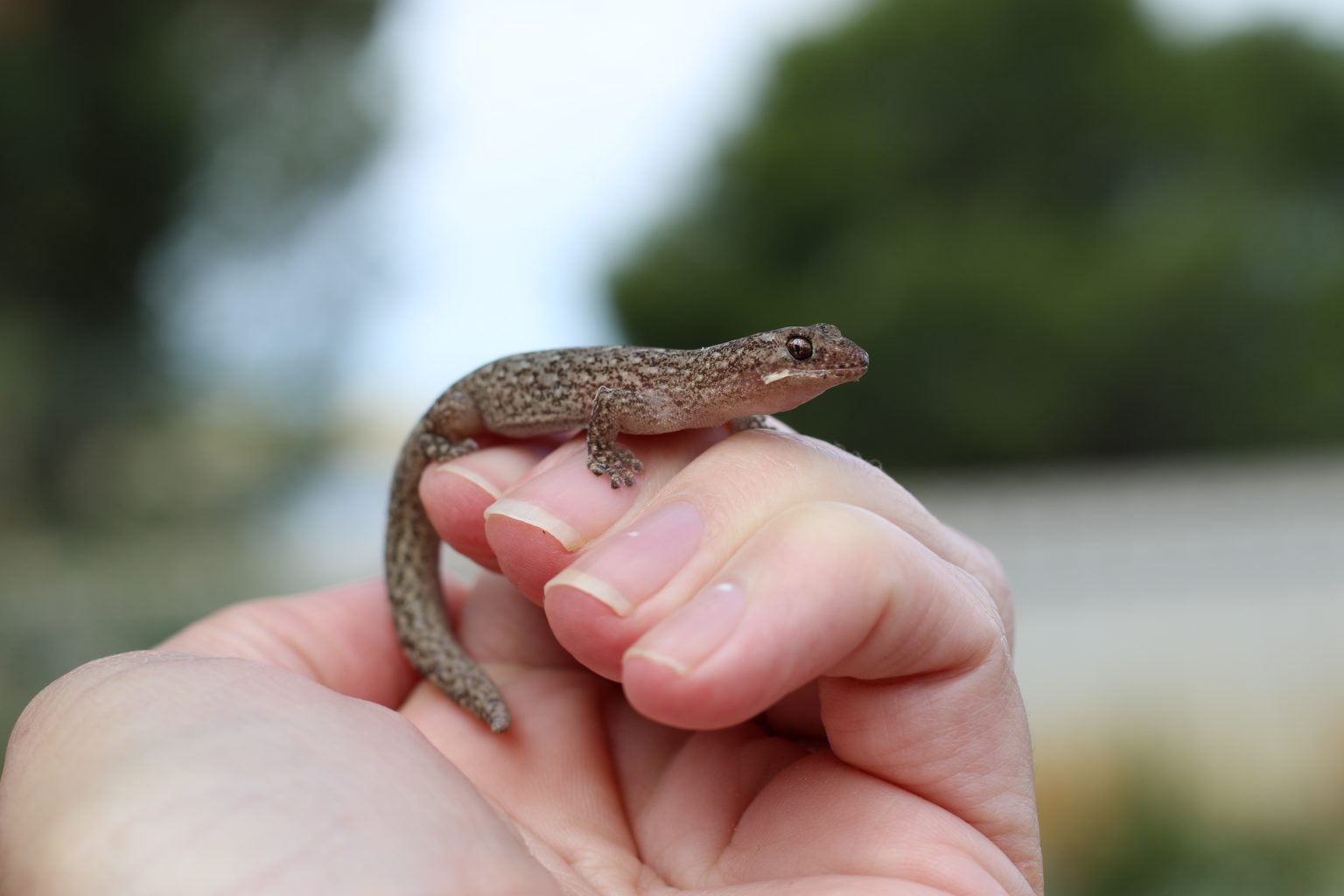 Gecko’s Sticky Feet