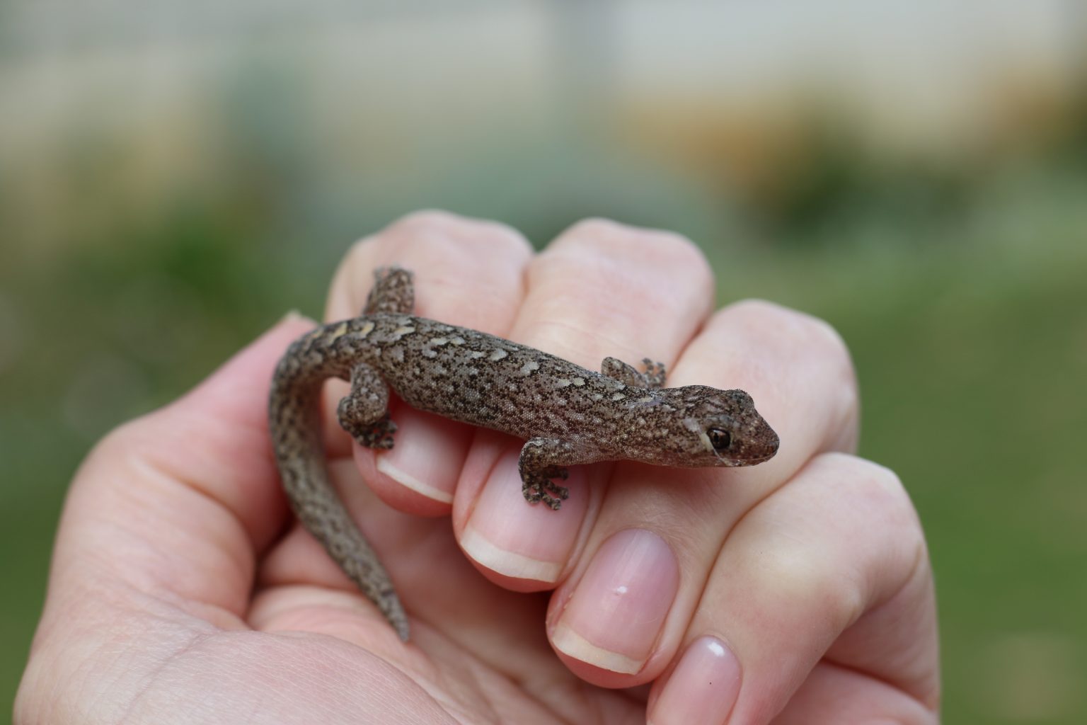 Gecko’s Sticky Feet