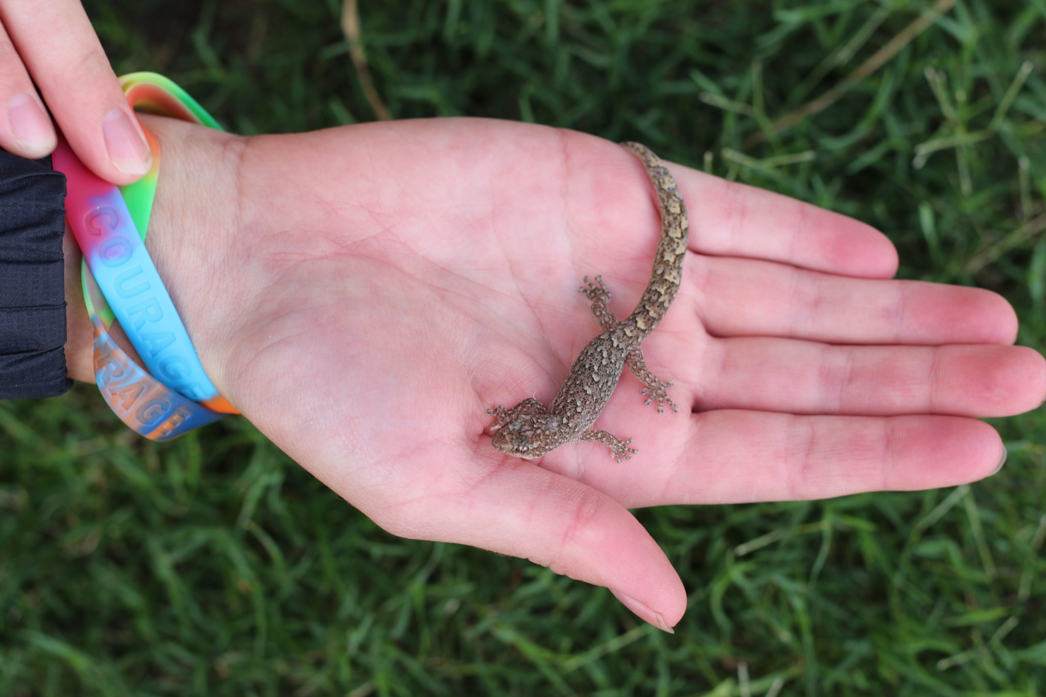 Gecko’s Sticky Feet