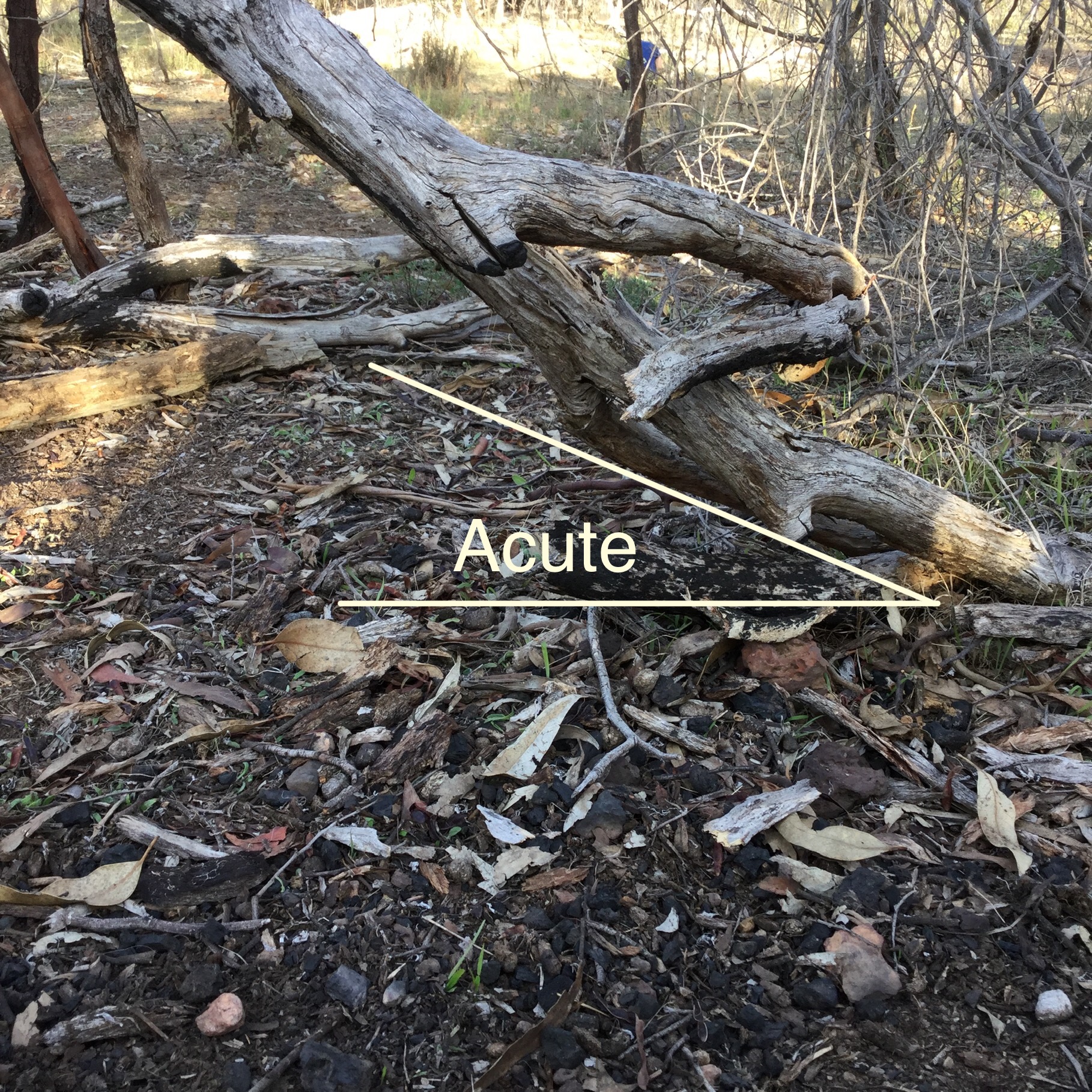 The Language of Math.