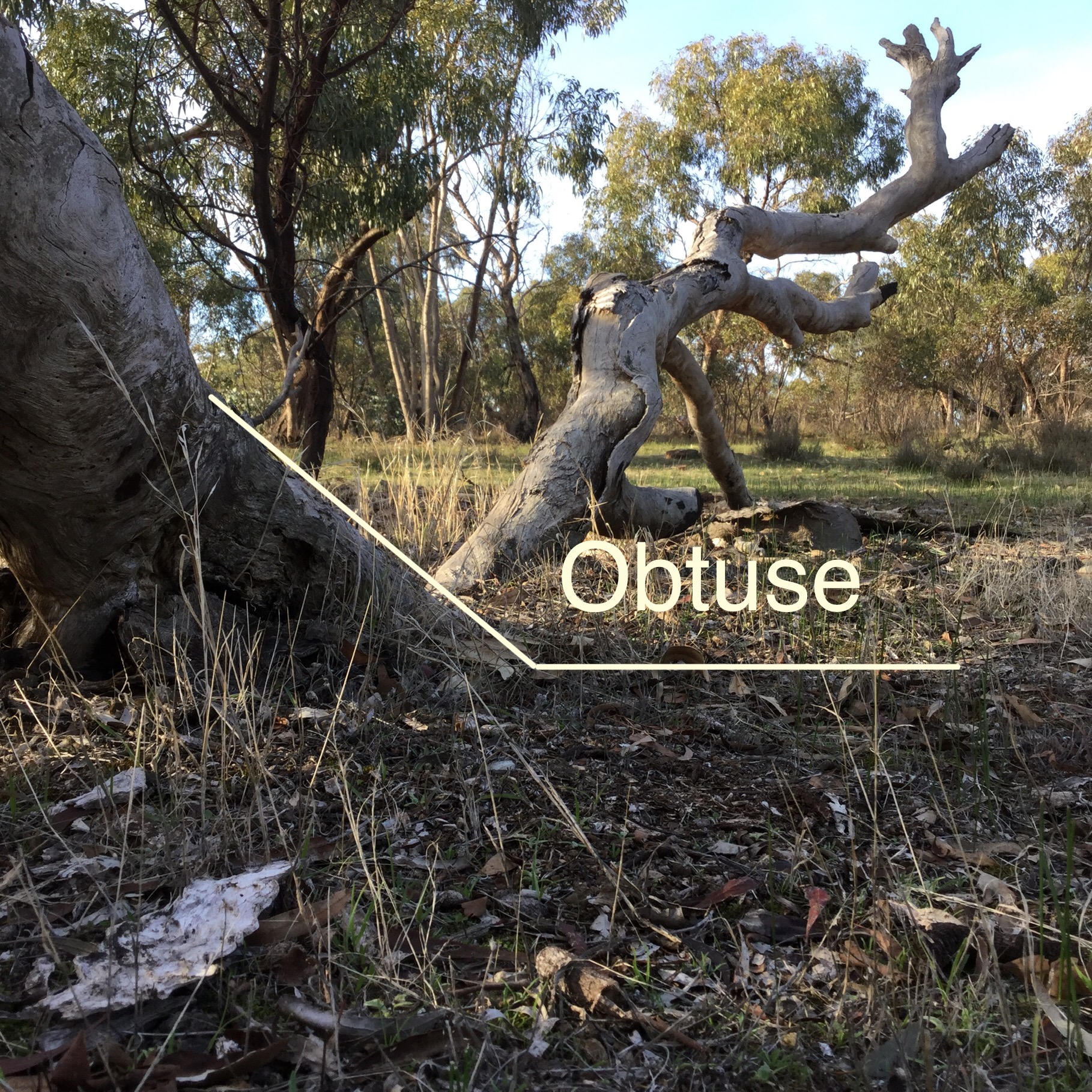 The Language of Math.