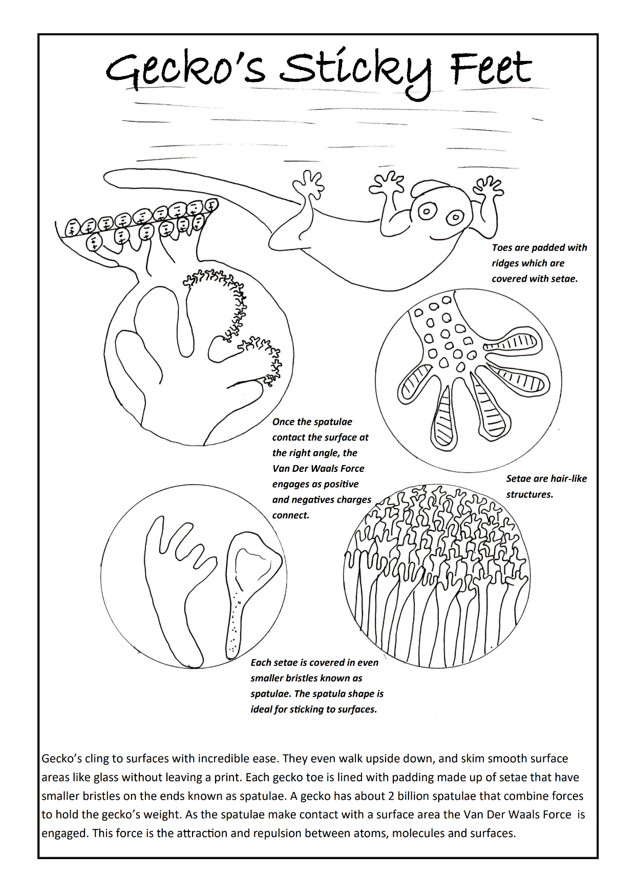Gecko’s Sticky Feet