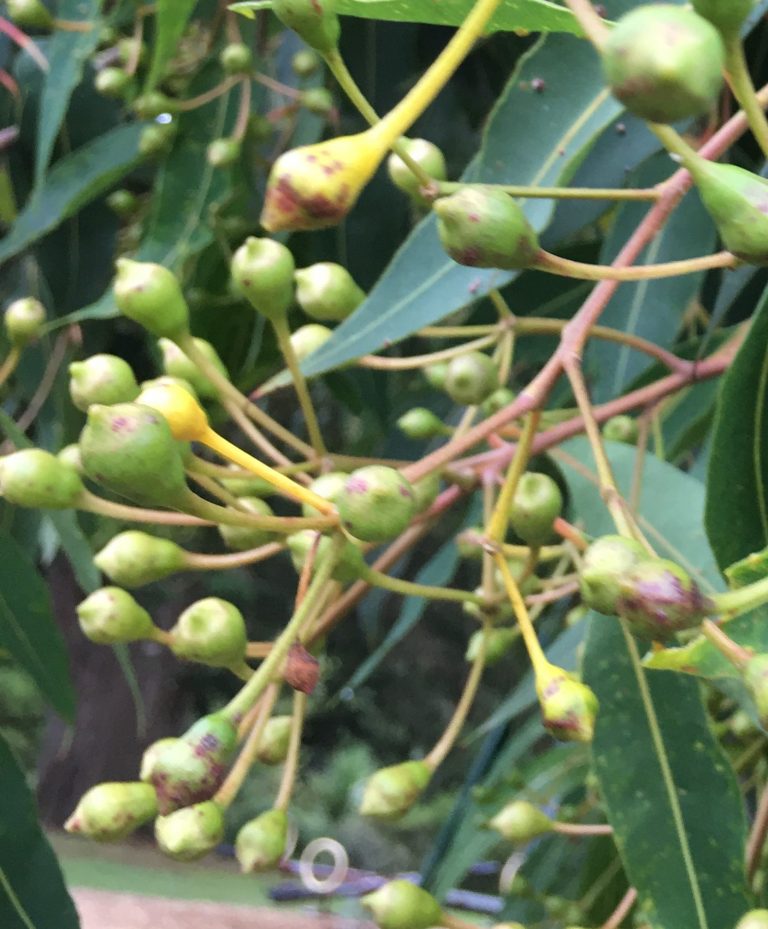 Identifying Eucalyptus Trees