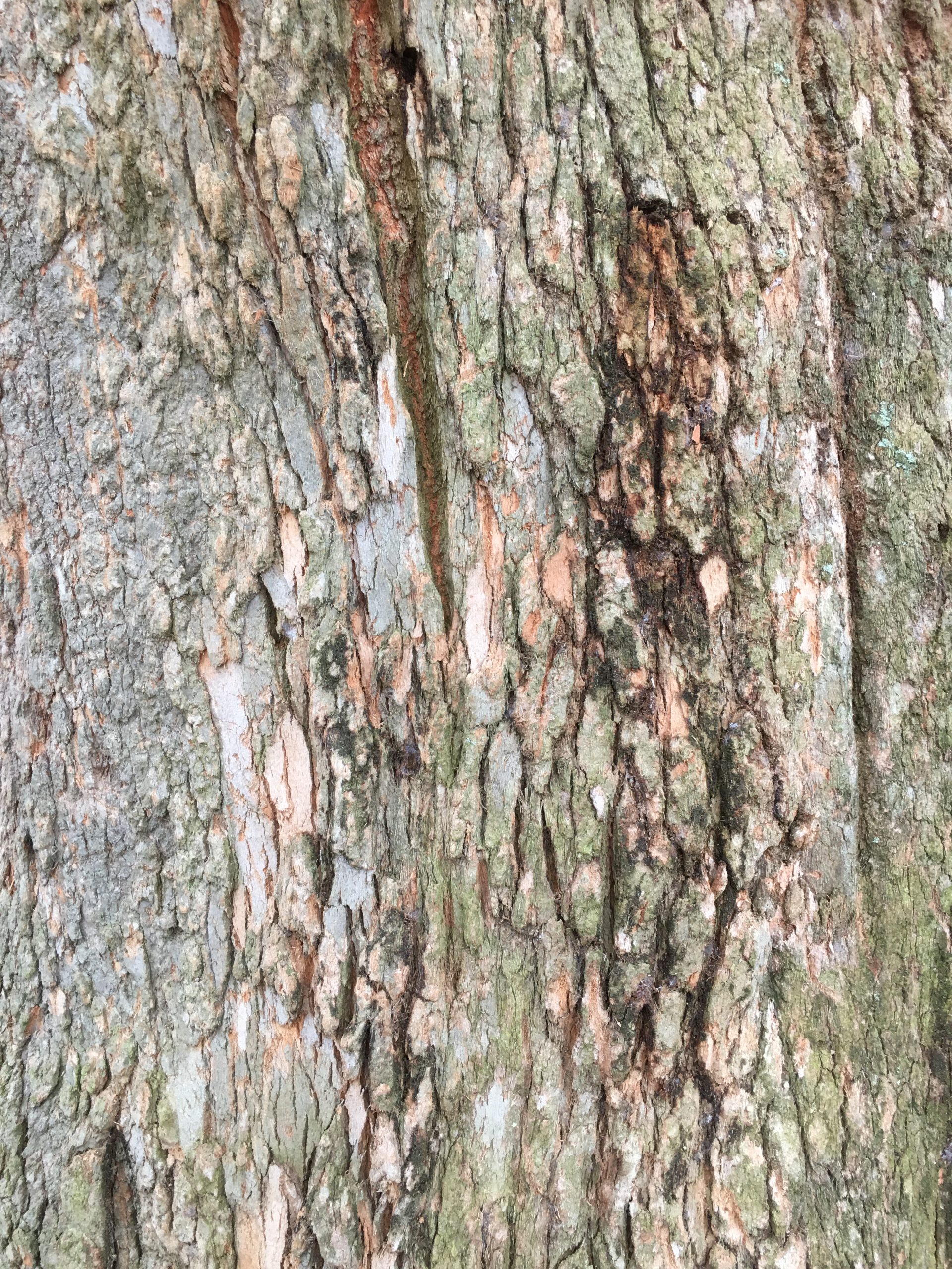 Identifying Eucalyptus Trees