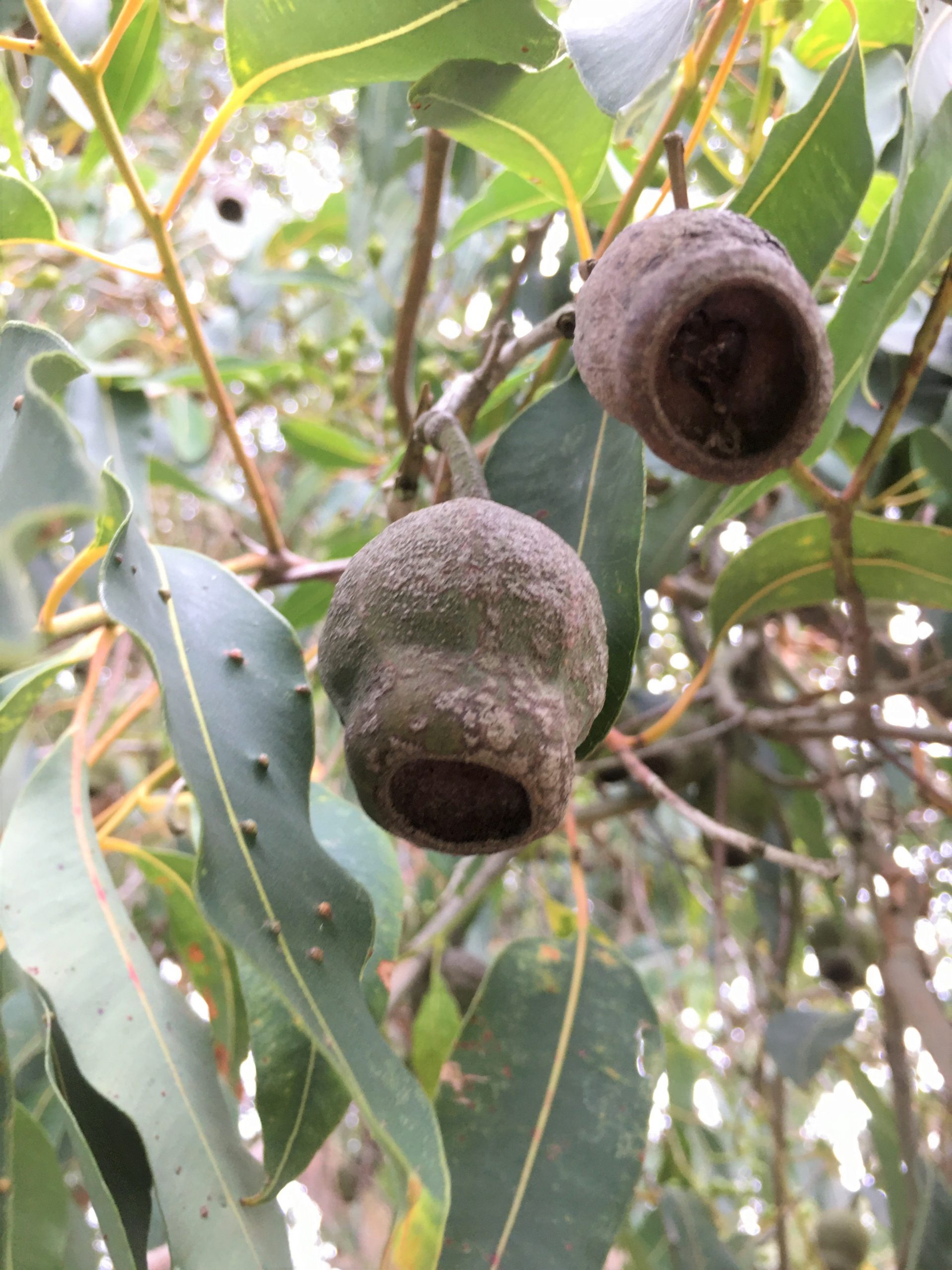Identifying Eucalyptus Trees