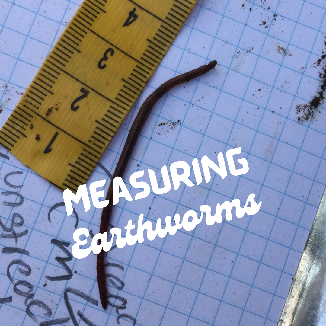 Measuring Earthworms
