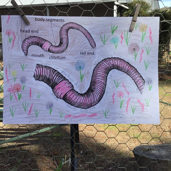 Measuring Earthworms