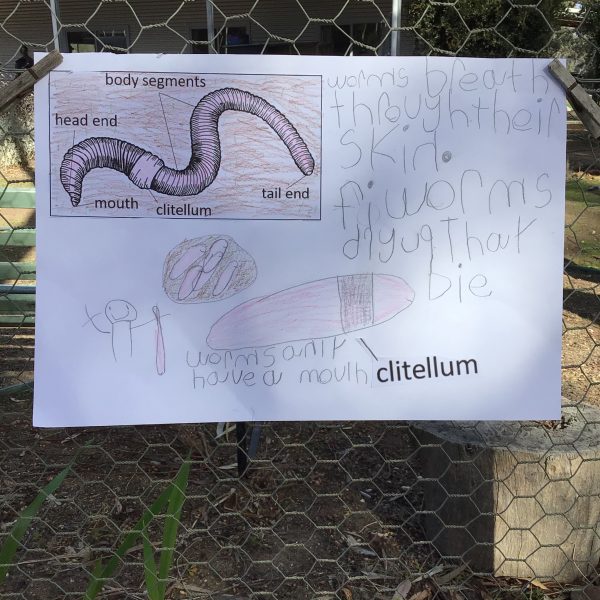 Measuring Earthworms