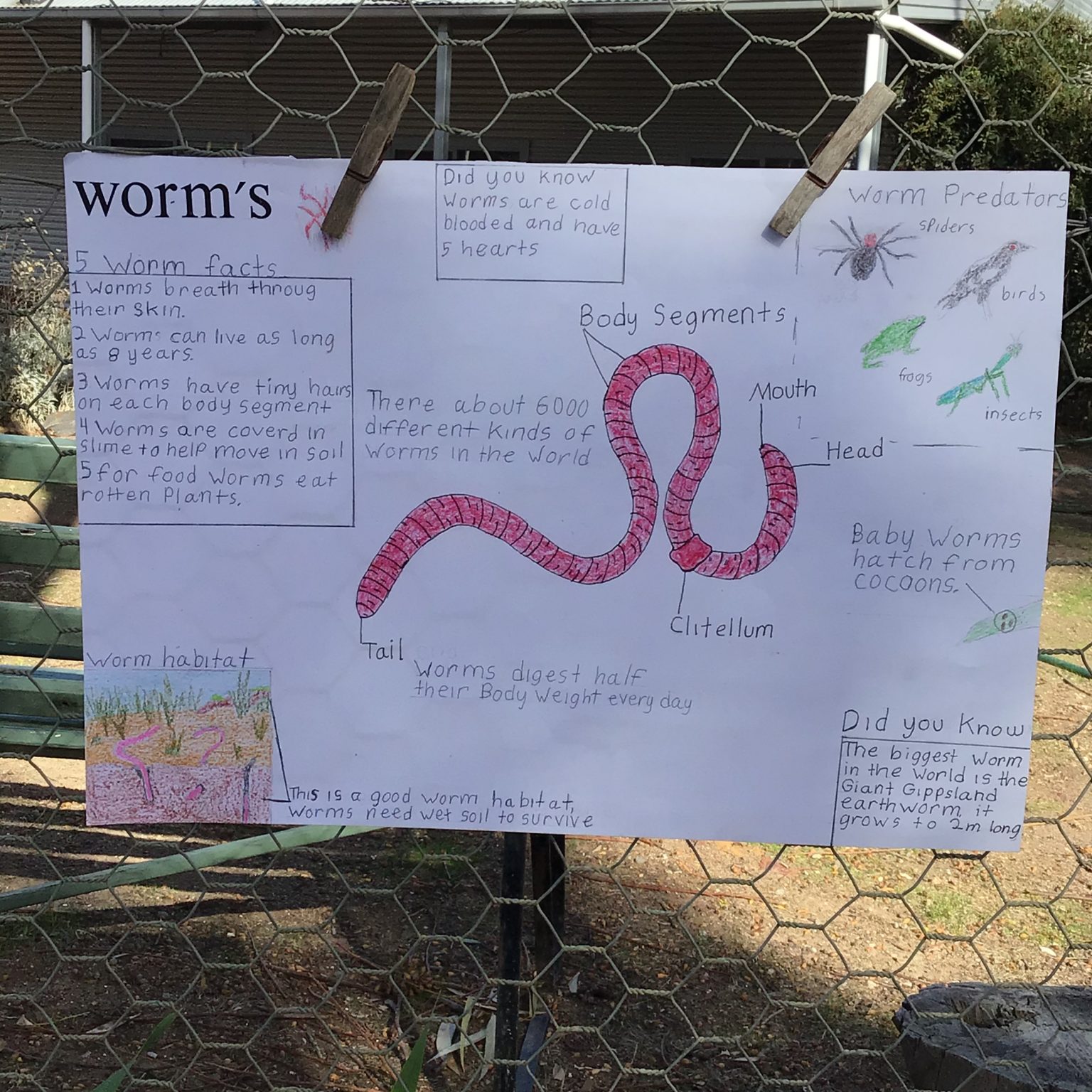 Measuring Earthworms