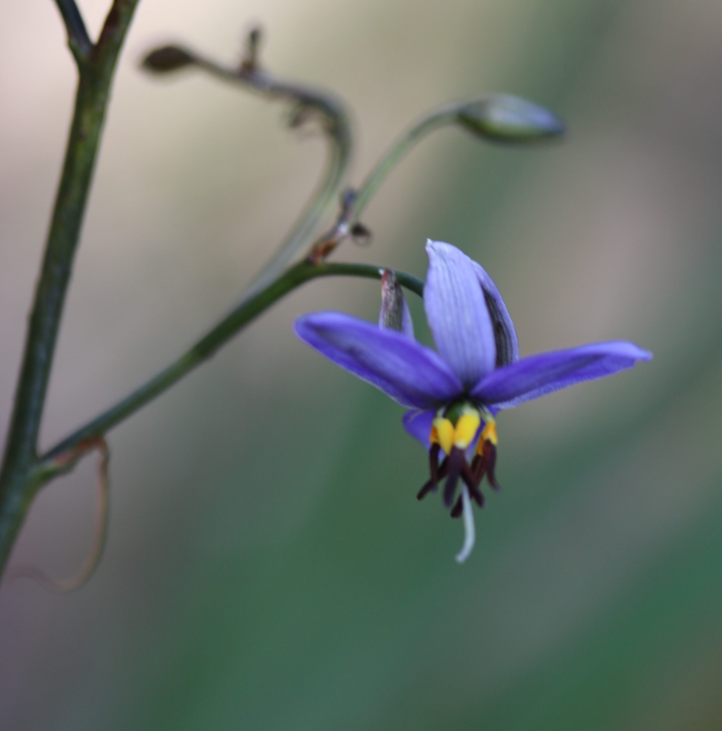 Flower Observer: Shapes