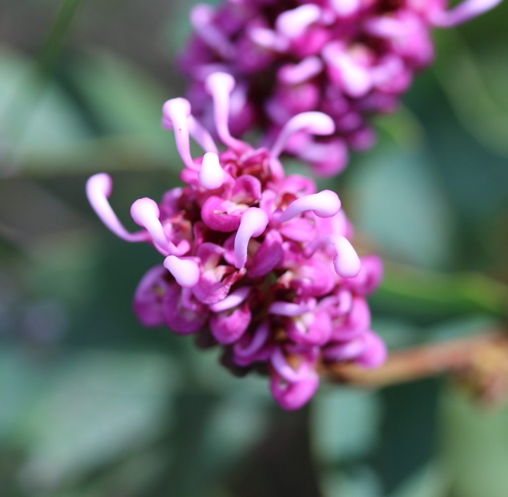 Flower Observer: Shapes