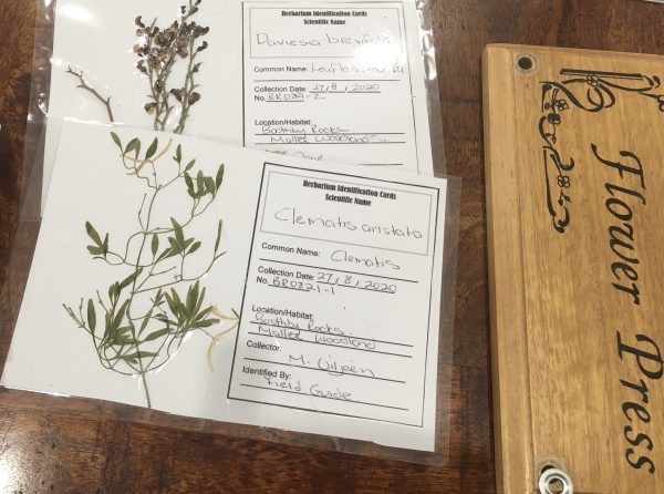 Make Your Own Herbarium