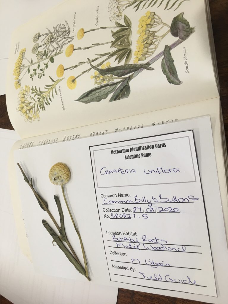 Make Your Own Herbarium