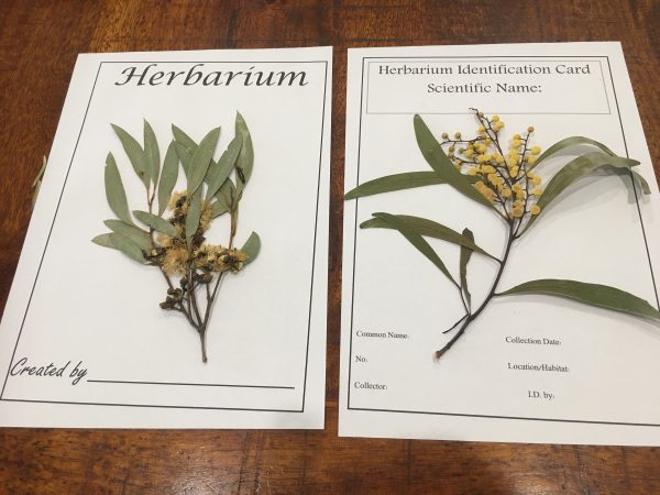 Make Your Own Herbarium