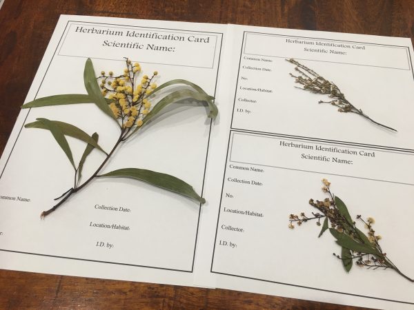 Make Your Own Herbarium