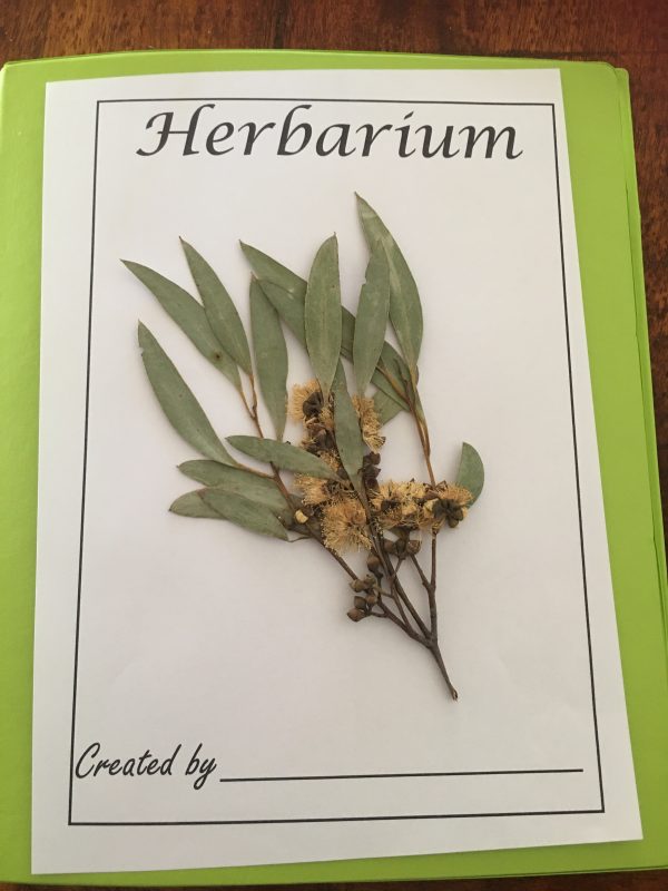 Make Your Own Herbarium