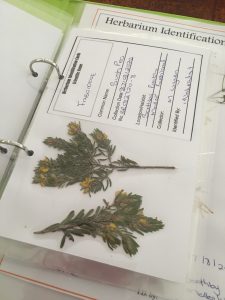 Make Your Own Herbarium