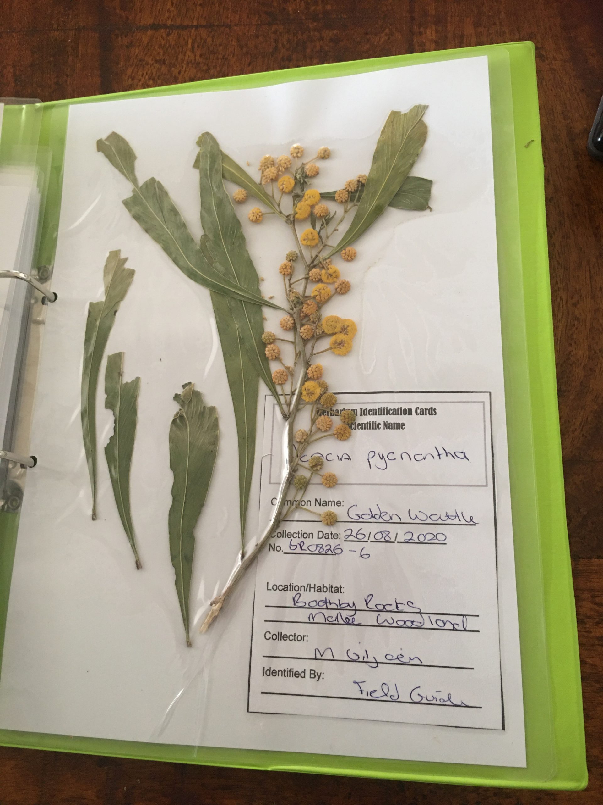 Make Your Own Herbarium