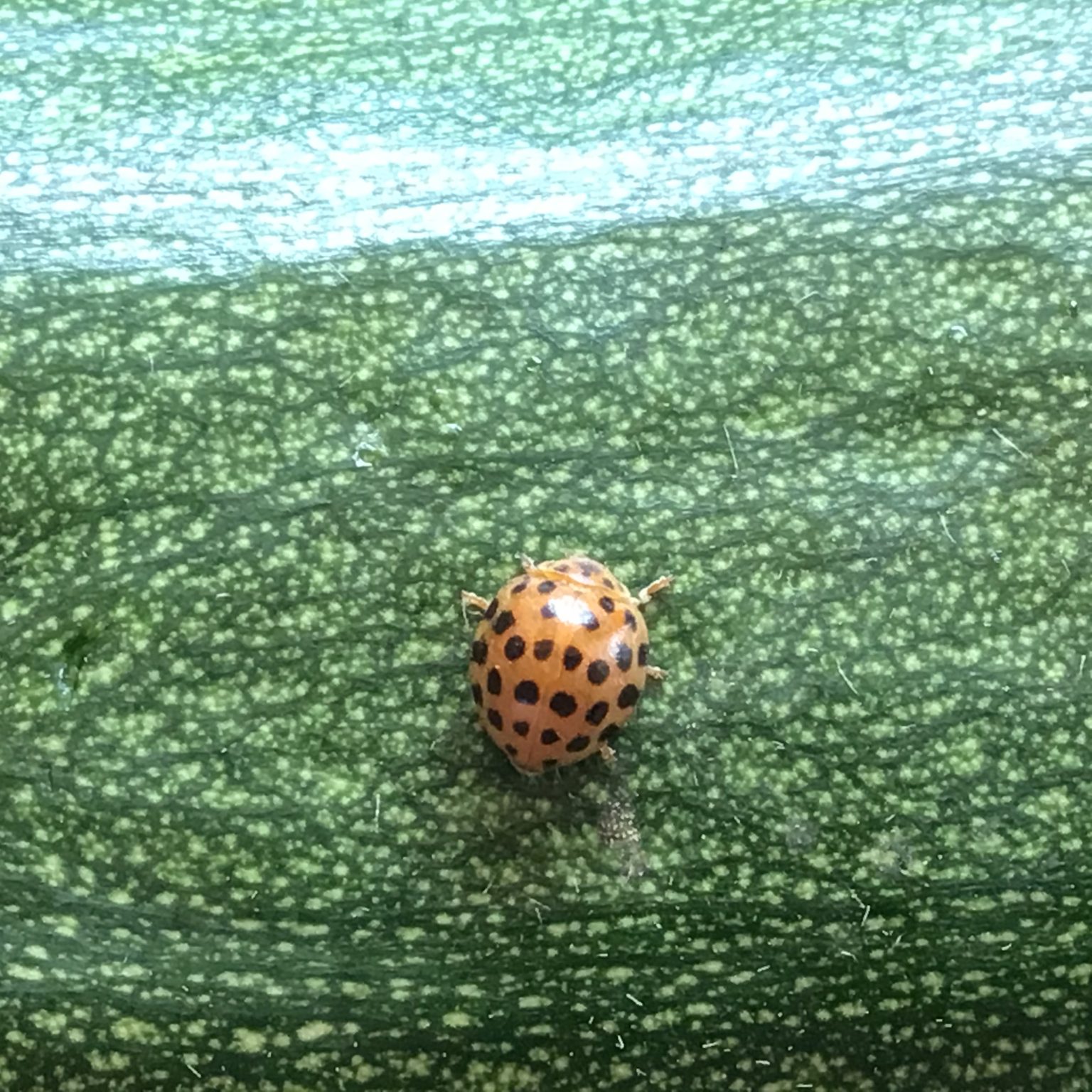 Bug Symmetry