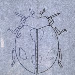Bug Symmetry