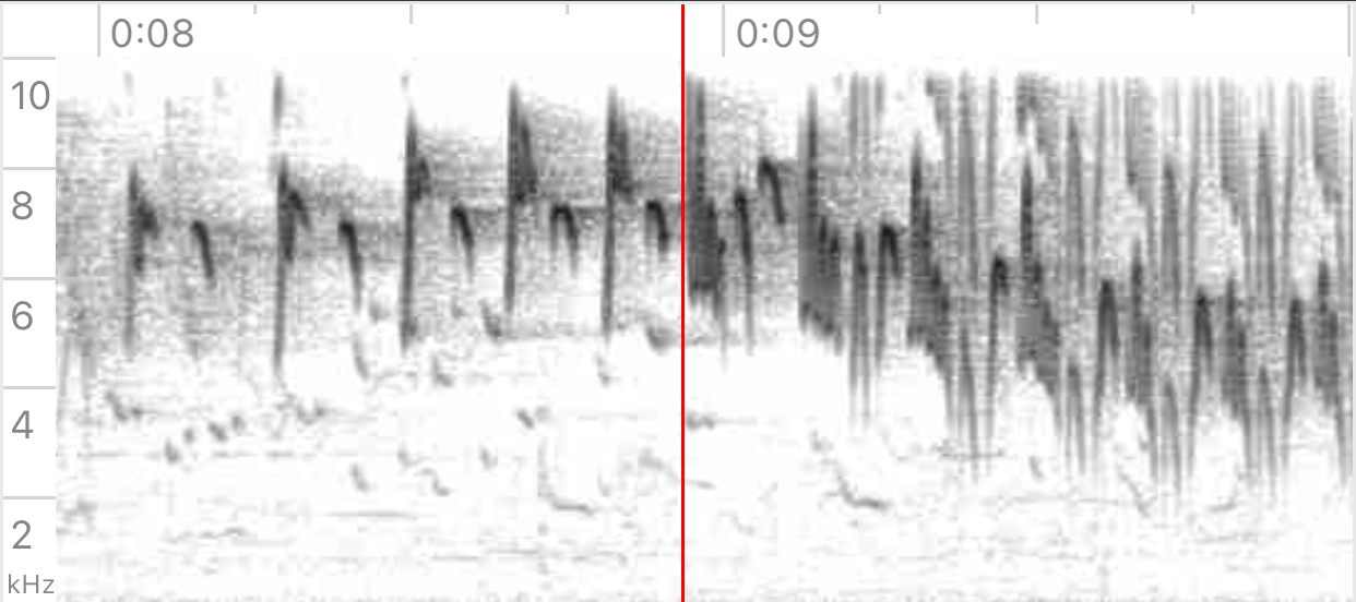 Can You Talk Bird? Identify Bird Songs!
