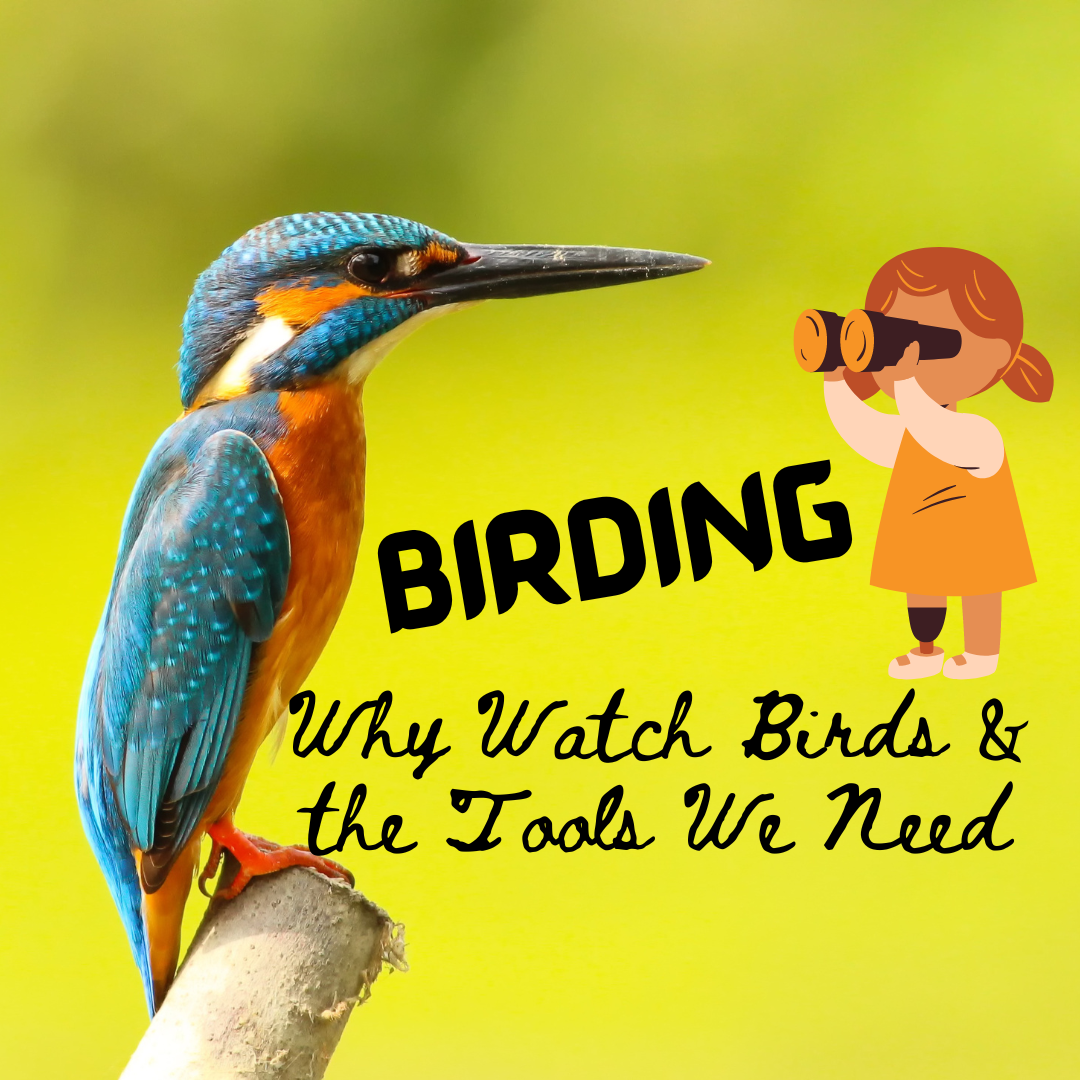 Birding | Why Watch Birds & The Tools We Need