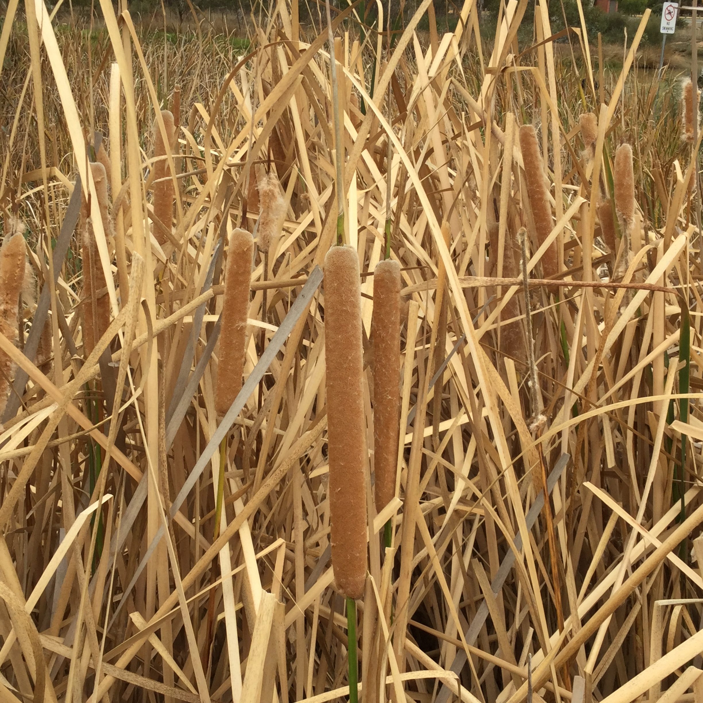 Aquatic Plants – Pond